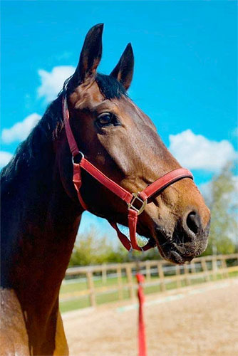 Contact - National Equine Show
